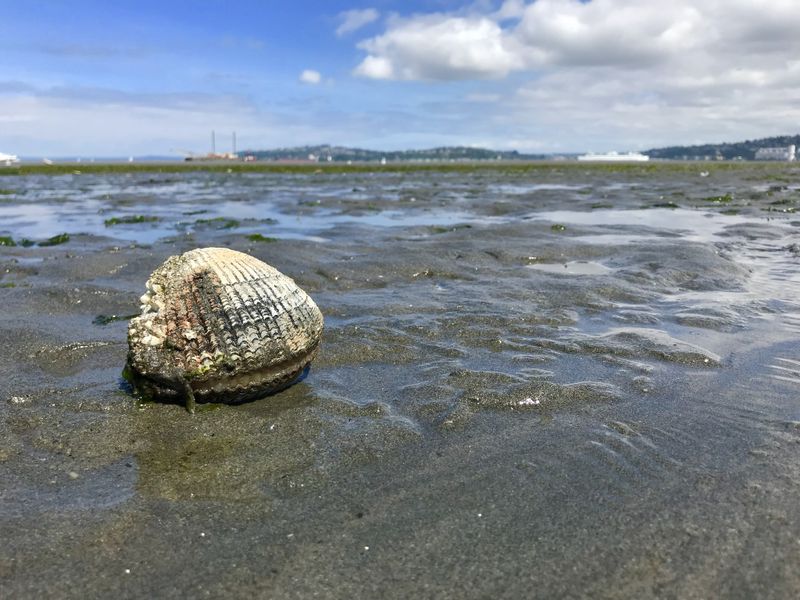Clam at low tide with freighters in tue background | Smithsonian Photo ...