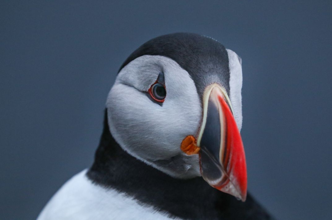 Eye of the Puffin | Smithsonian Photo Contest | Smithsonian Magazine