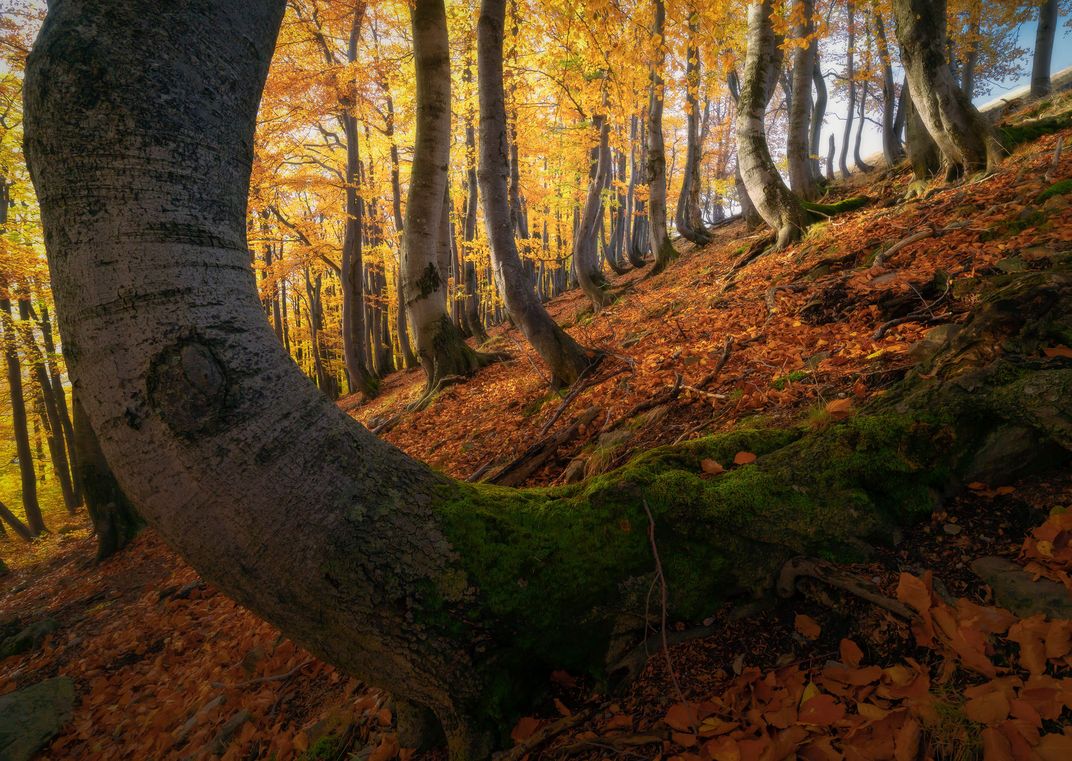 Winding trees | Smithsonian Photo Contest | Smithsonian Magazine