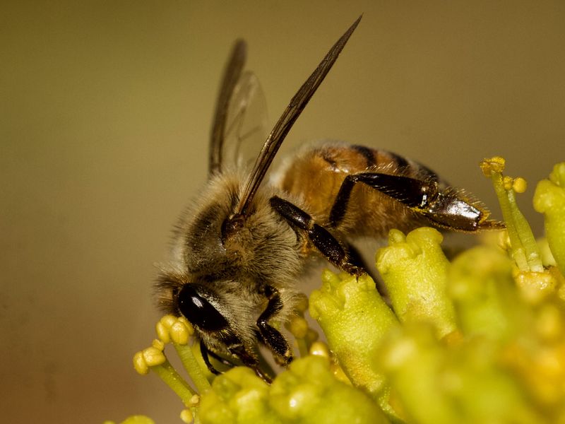 African honey Bee collecting Polin from a Succulent | Smithsonian Photo ...