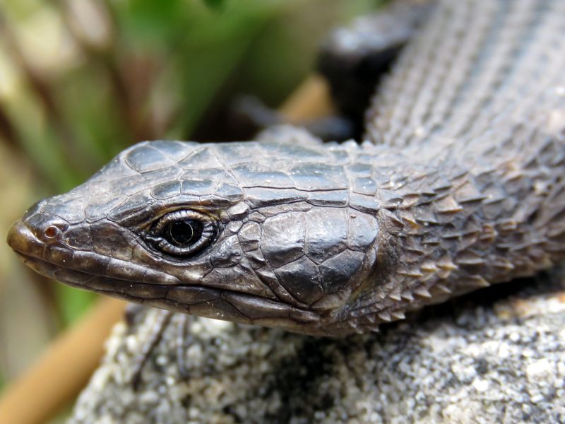 Black Girdled Lizard | Smithsonian Photo Contest | Smithsonian Magazine