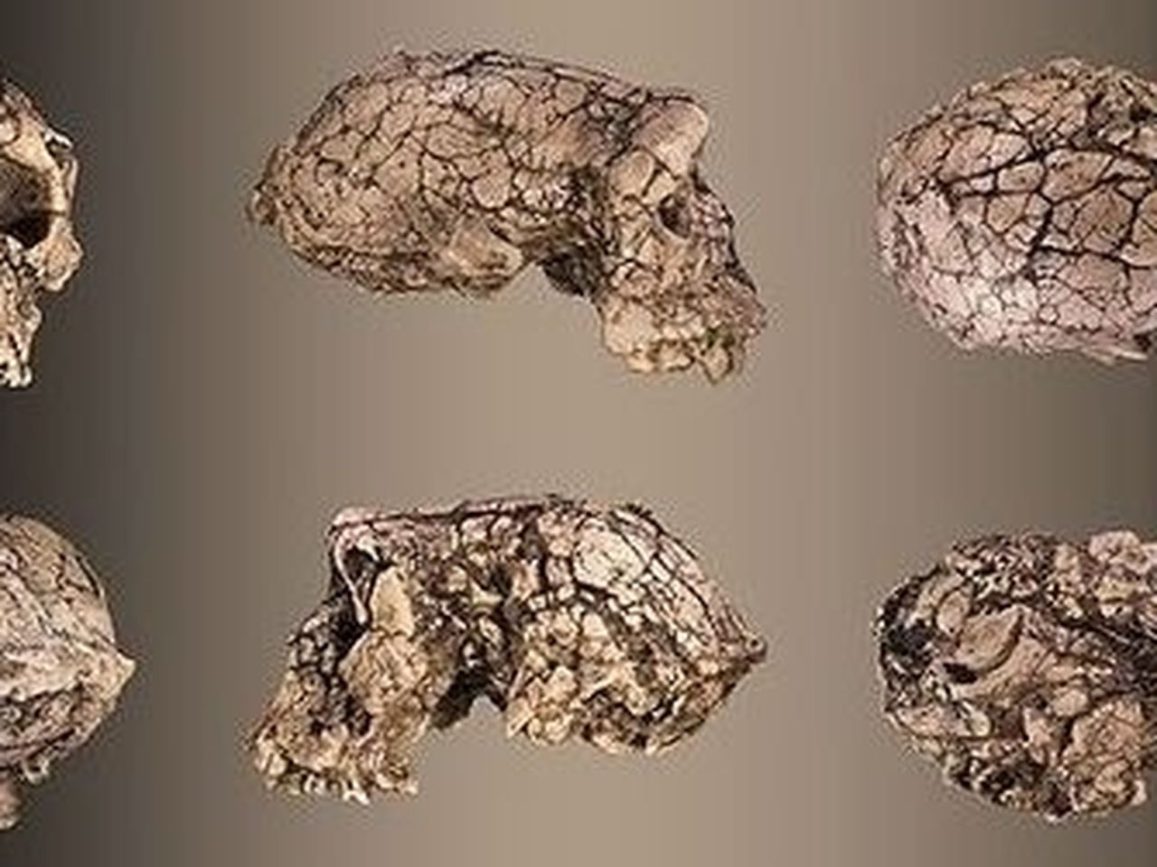Sahelanthropus Tchadensis Skull Features