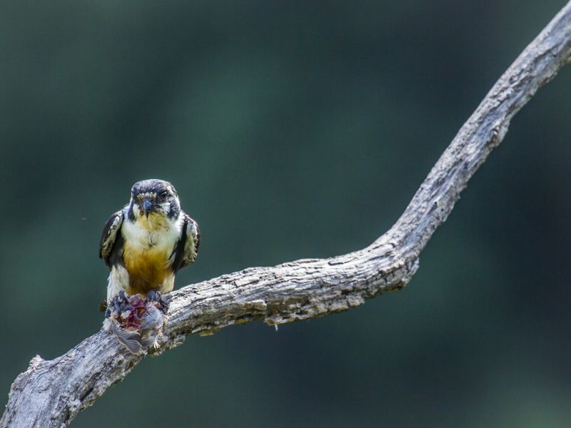 The worlds smallest raptor, with prey | Smithsonian Photo Contest ...