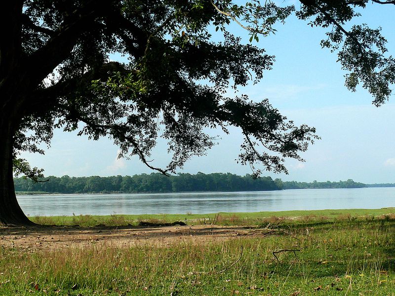 A large tree along the river Girwa in Katerniyaghat Wildlife Sancturay ...