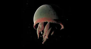 deep ocean creatures documentary