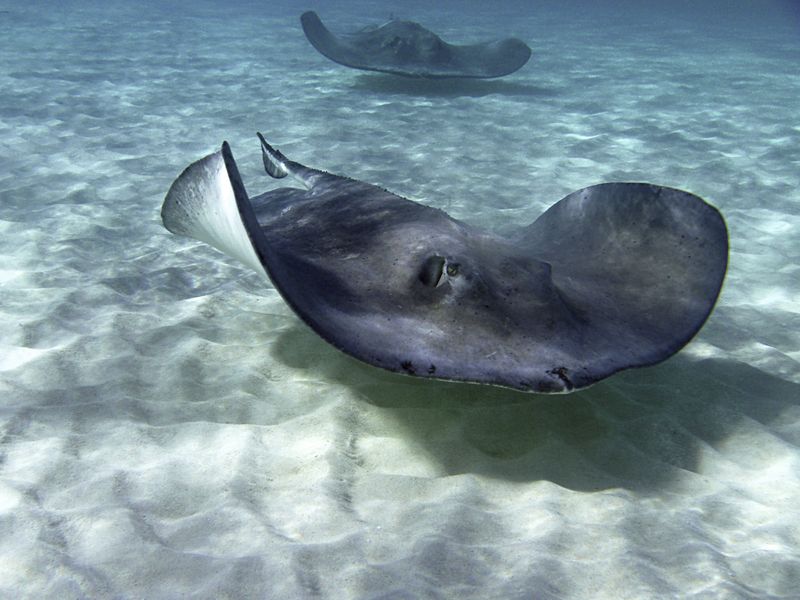 Sting rays are friendly near the Cayman Islands | Smithsonian Photo ...