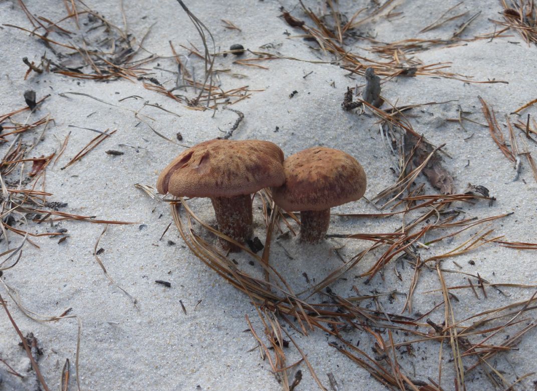 Mushrooms and Sand | Smithsonian Photo Contest | Smithsonian Magazine