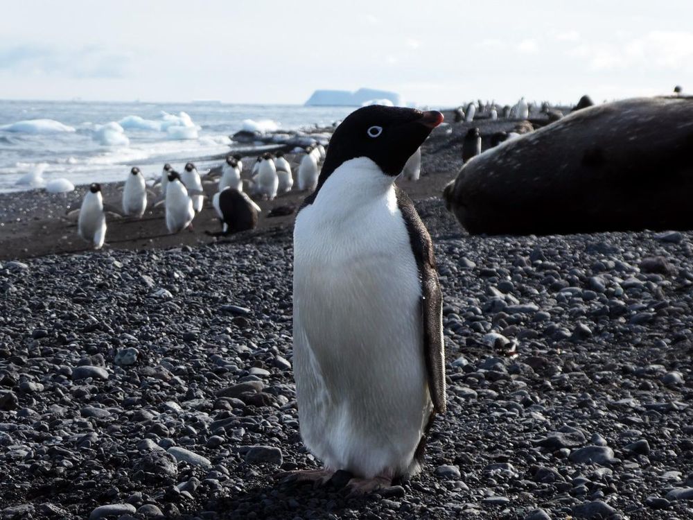 Scientists Uncover a Frozen History in 6,000 Years' Worth of Penguin ...