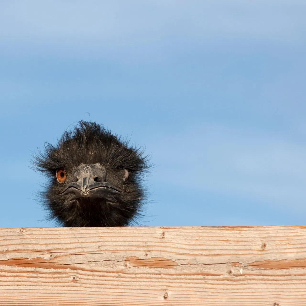emu bird playing