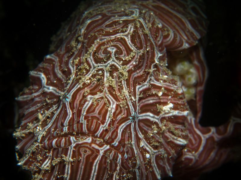 Psychedelic Frogfish with eggs | Smithsonian Photo Contest ...