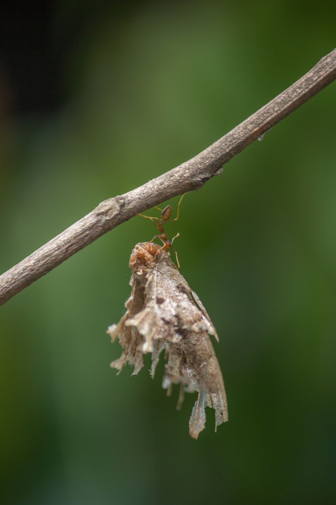 An Ant carrying a dead moth on a branch | Smithsonian Photo Contest ...