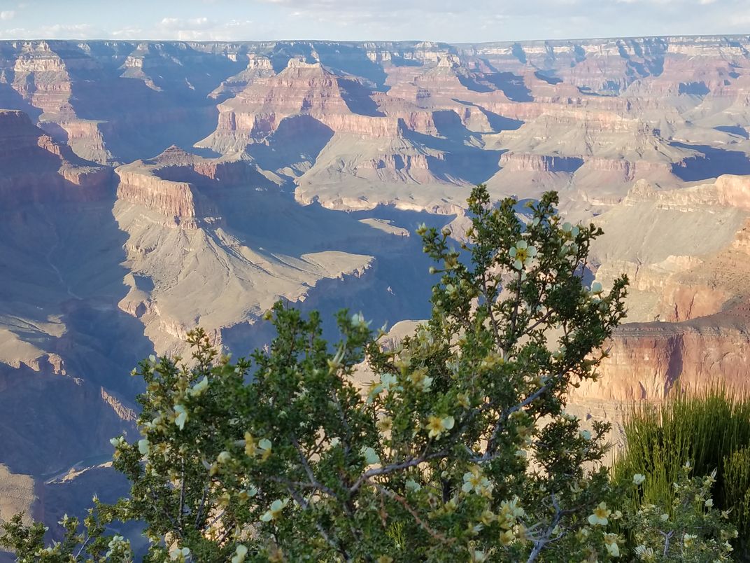 Flowers on the edge of the Canyon | Smithsonian Photo Contest ...