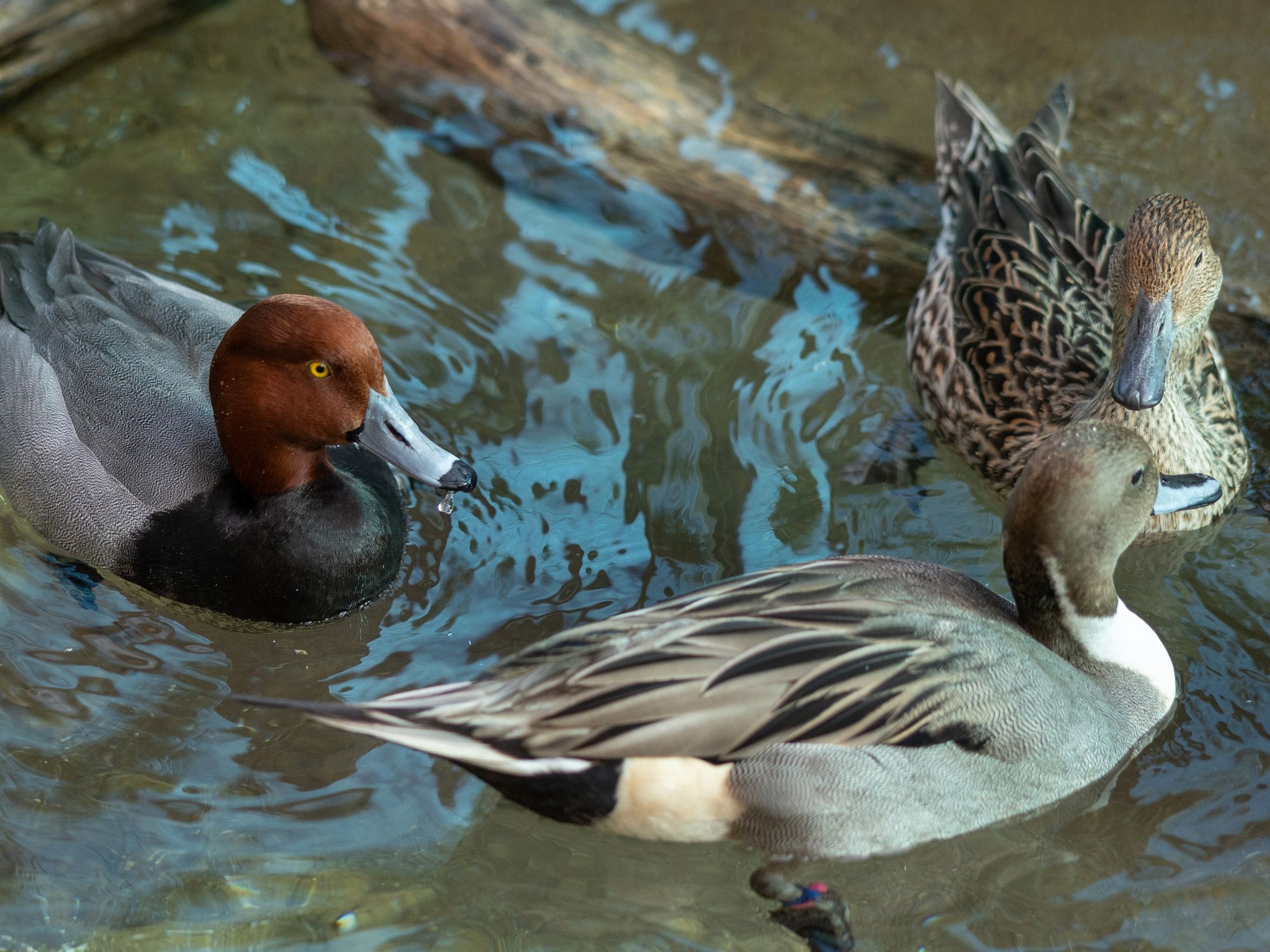 The Love Lives of Ducks Make for Great Drama | Smithsonian Voices ...