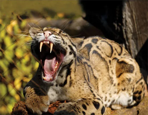 can a leopard roar
