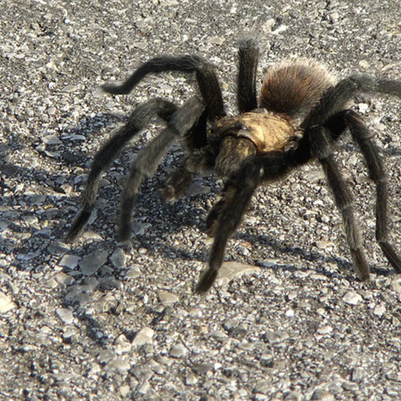Most Disgusting Looking Spider