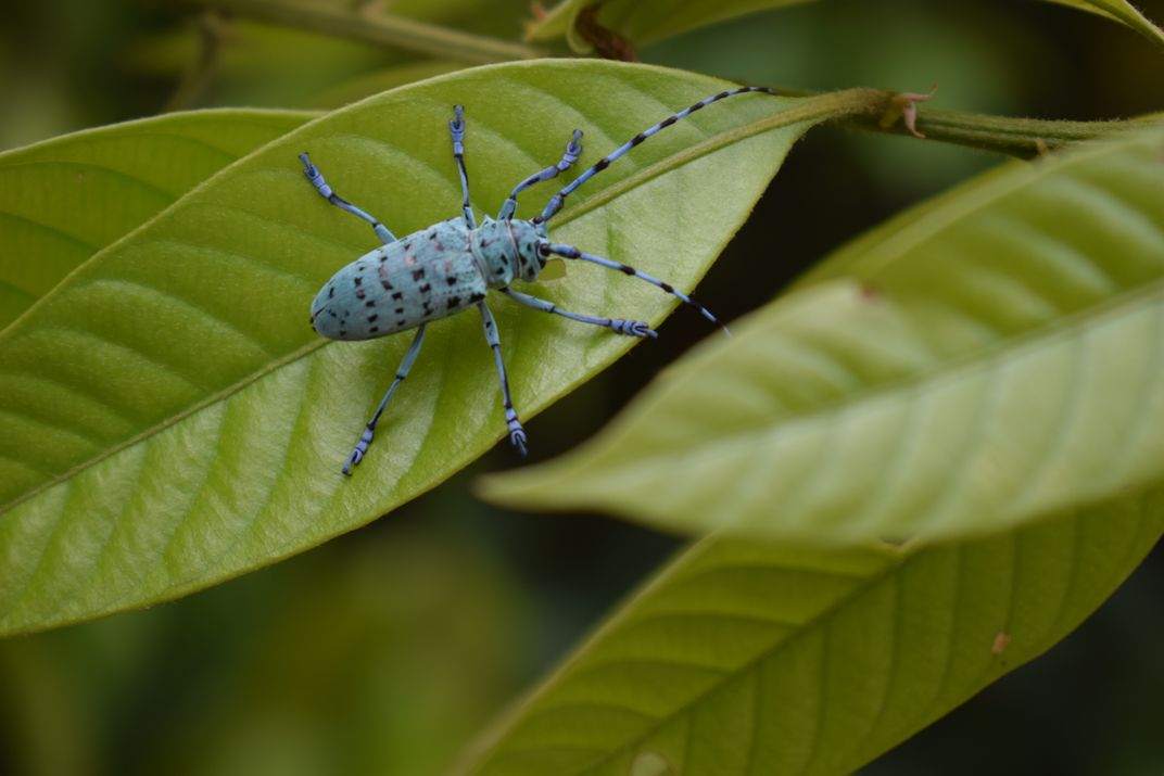Blue Asian Long Horned Beetle | Smithsonian Photo Contest | Smithsonian ...
