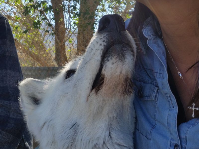 Wolf Sanctuary Visit | Smithsonian Photo Contest | Smithsonian Magazine
