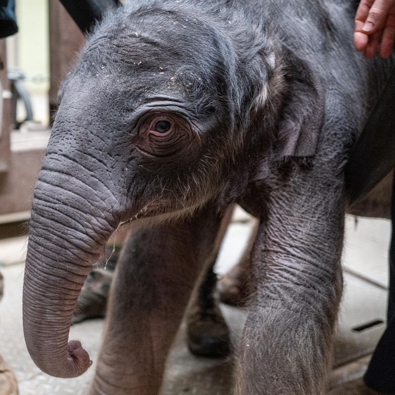 Baby Elephant Cute