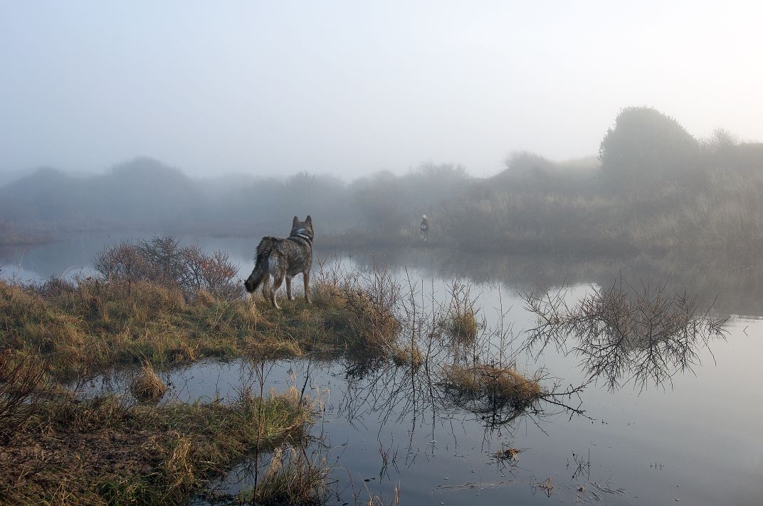 Two wolves meeting in the wild. Taken is Scotland UK. It was a foggy ...