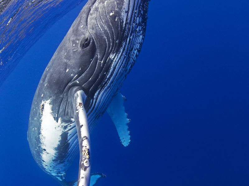 Humpback Portrait | Smithsonian Photo Contest | Smithsonian Magazine