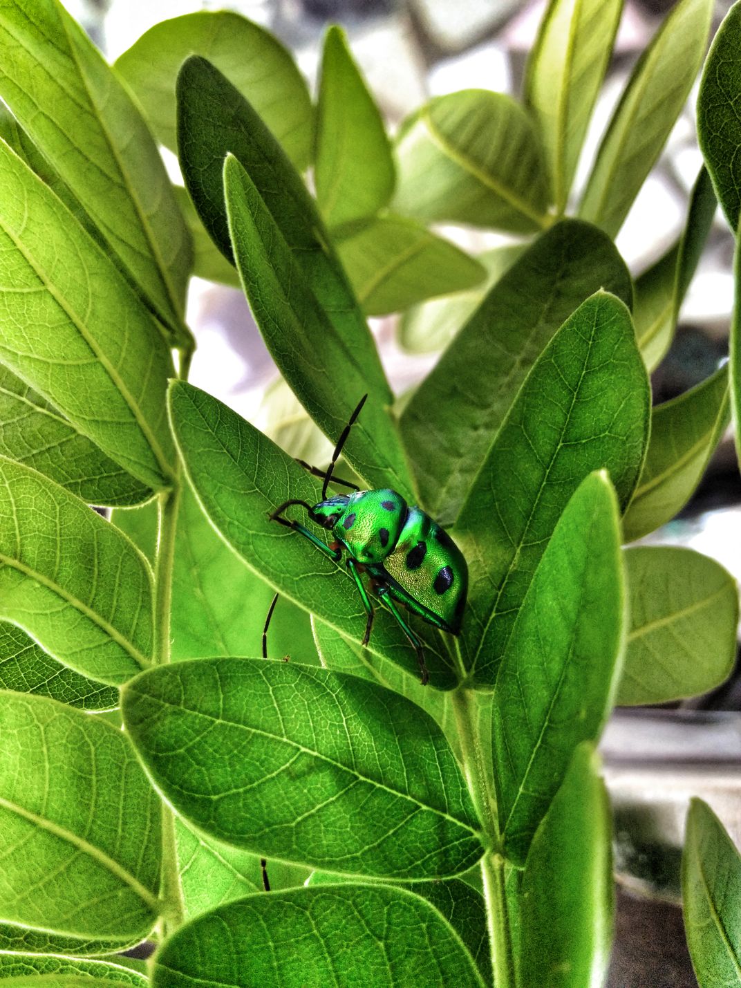 a greenish gold bug on the leaf | Smithsonian Photo Contest ...