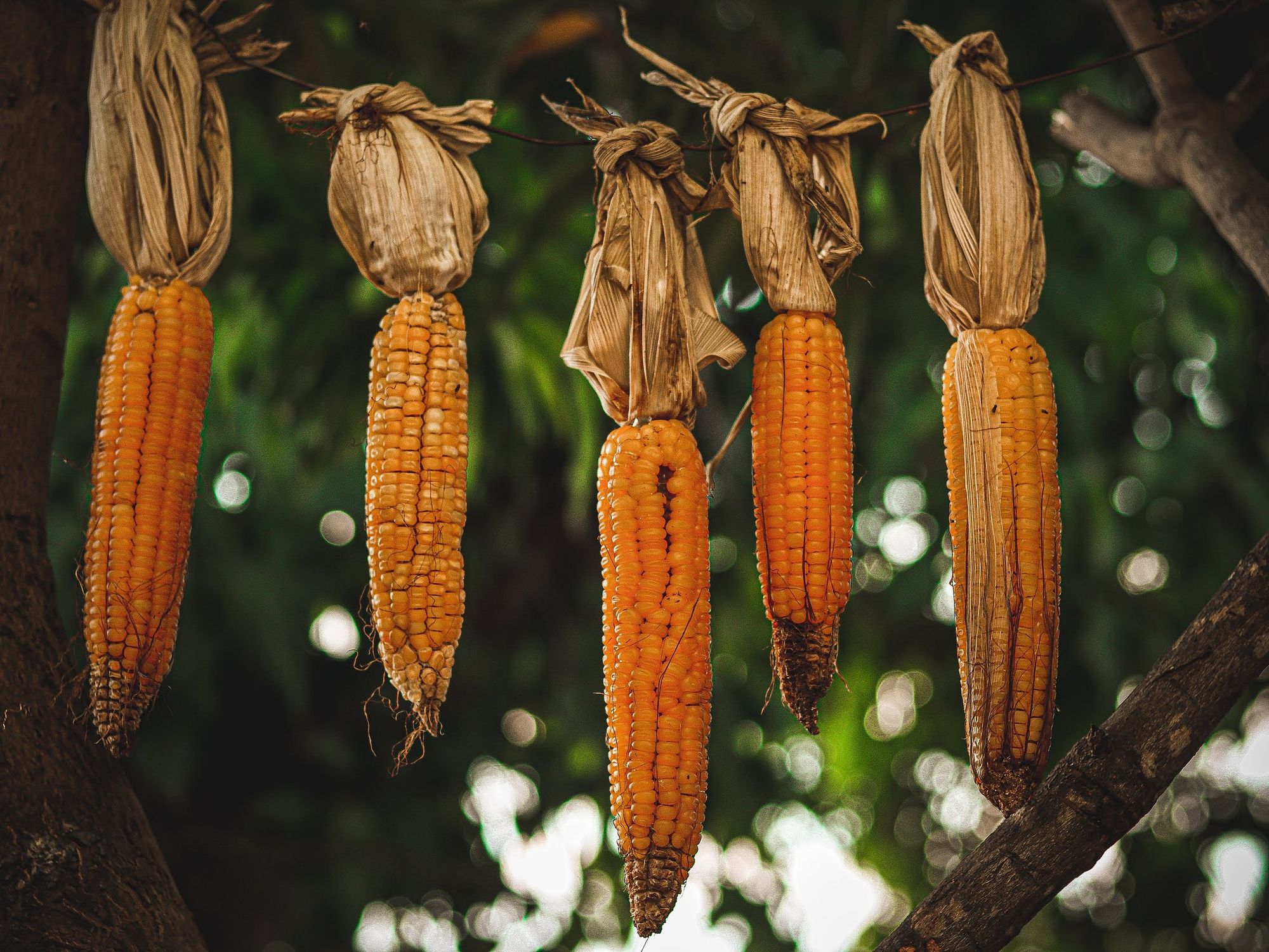 New Study Finds Migrants Brought Maize to the Maya