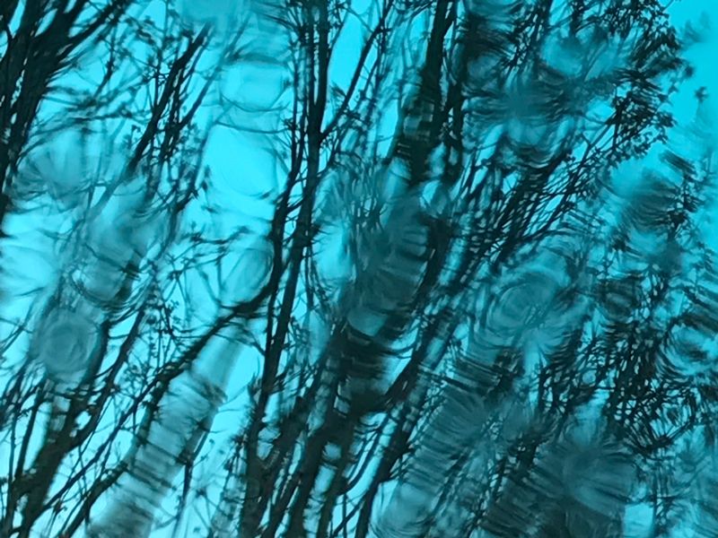 Trees through a window. | Smithsonian Photo Contest | Smithsonian Magazine