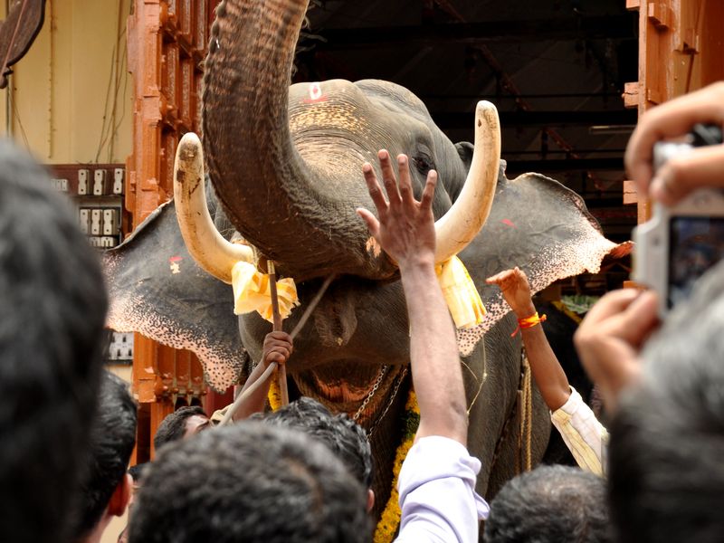 An elephant greets the crowd as it enters the temple complex for the ...