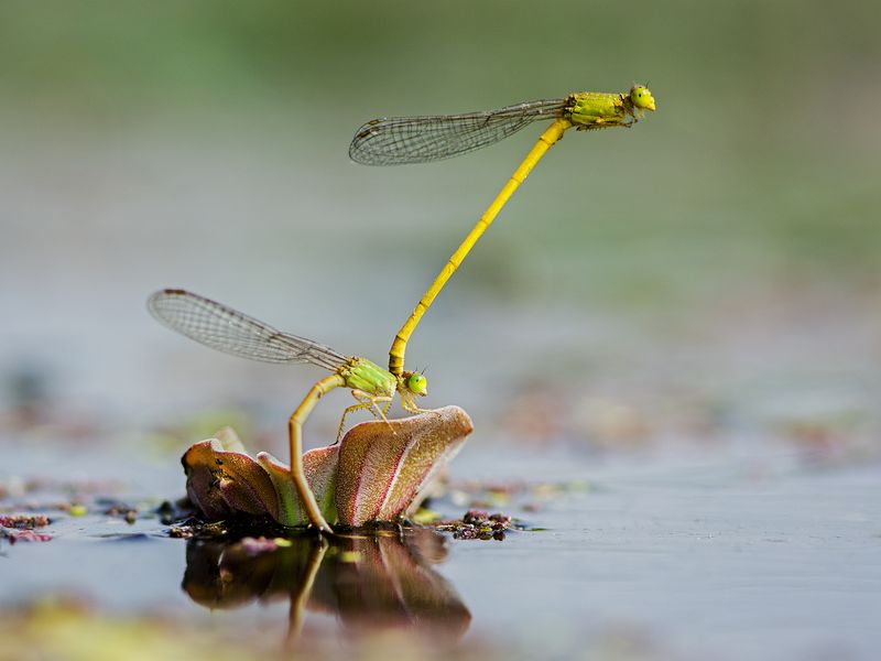 OVIPOSITION | Smithsonian Photo Contest | Smithsonian Magazine