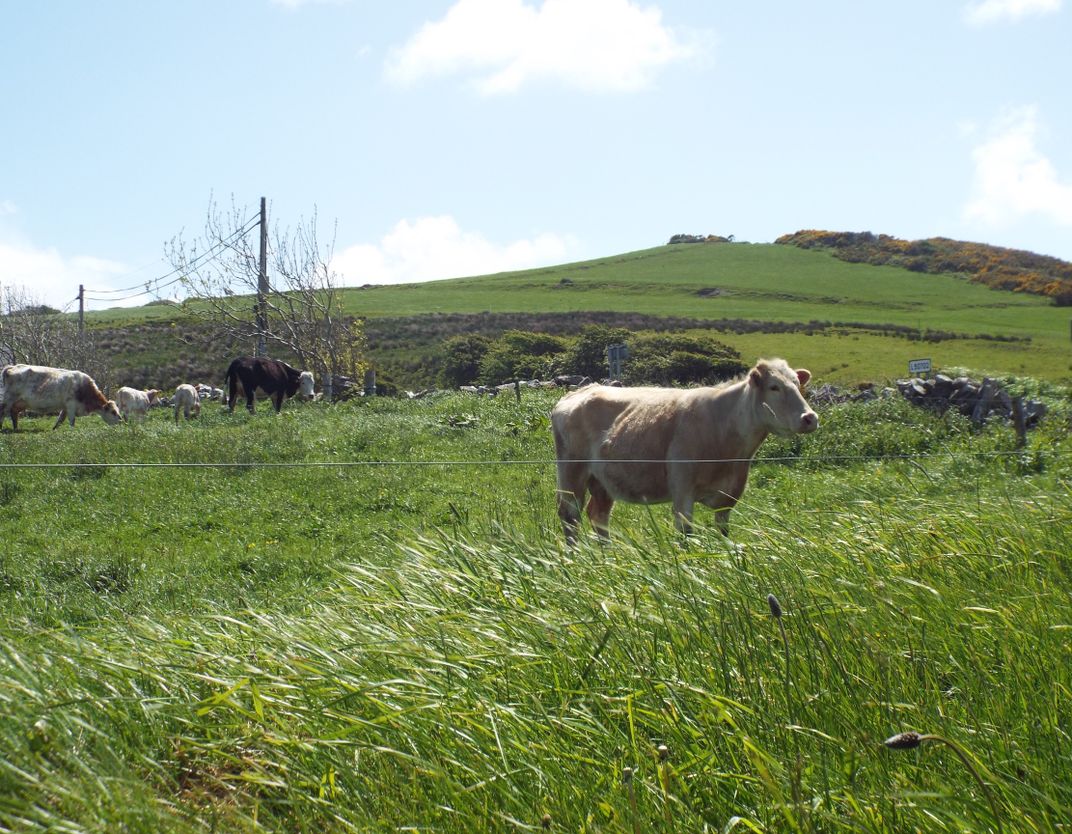Irish Cows | Smithsonian Photo Contest | Smithsonian Magazine