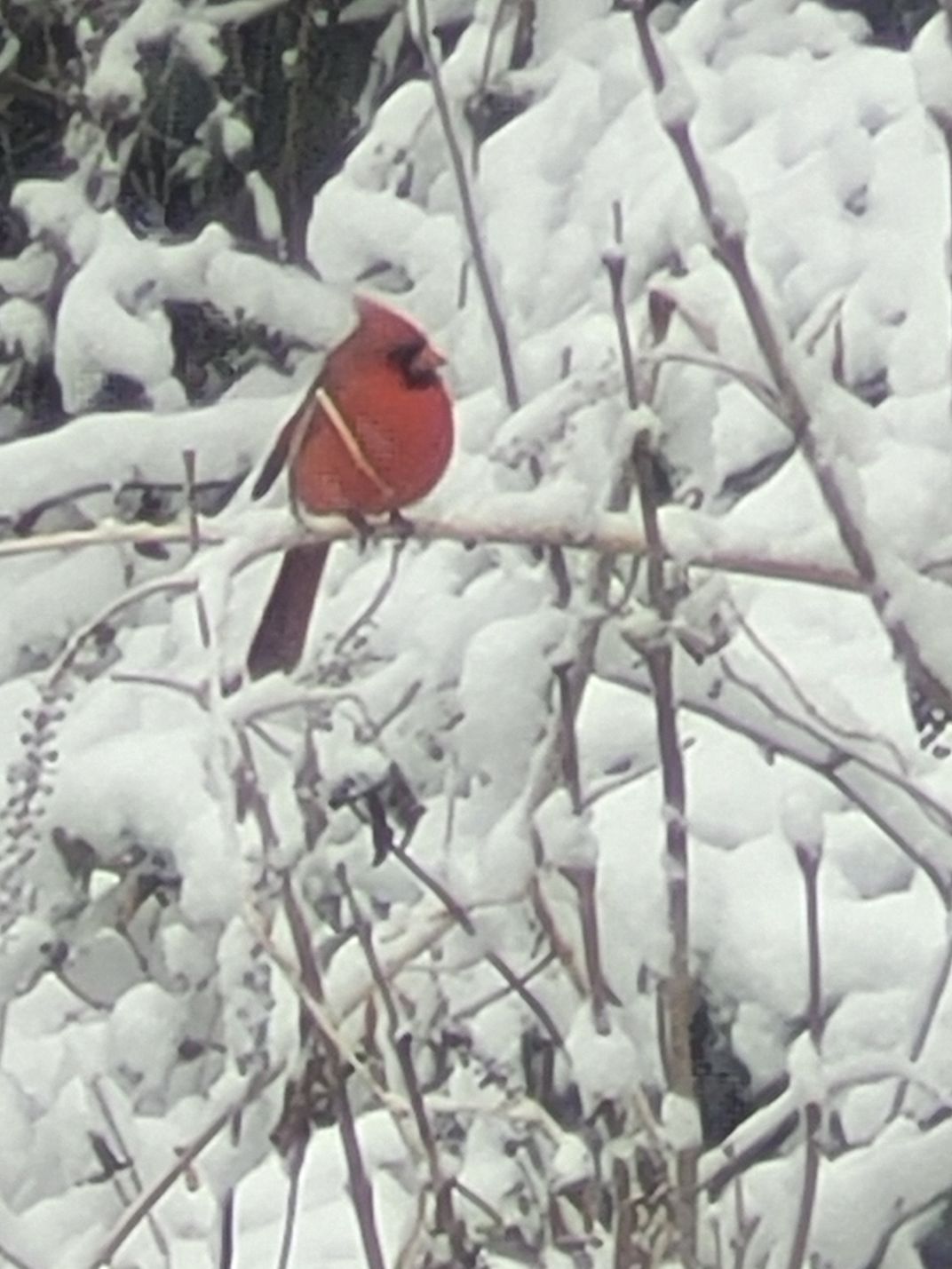 Red Bird in the snow | Smithsonian Photo Contest | Smithsonian Magazine