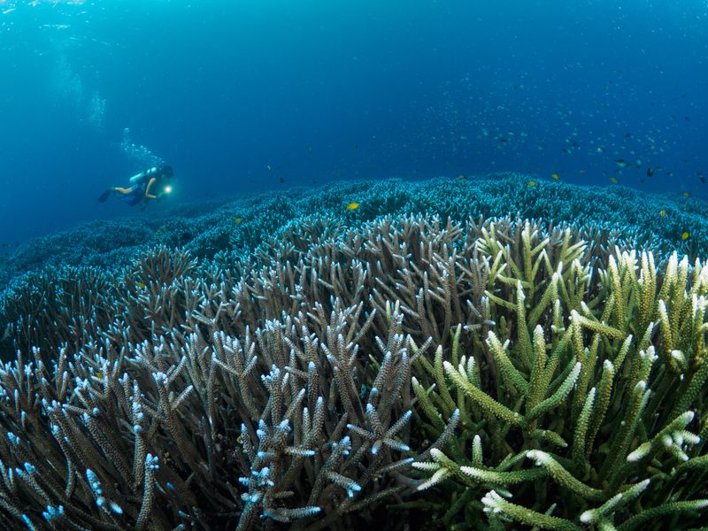 Coral garden | Smithsonian Photo Contest | Smithsonian Magazine