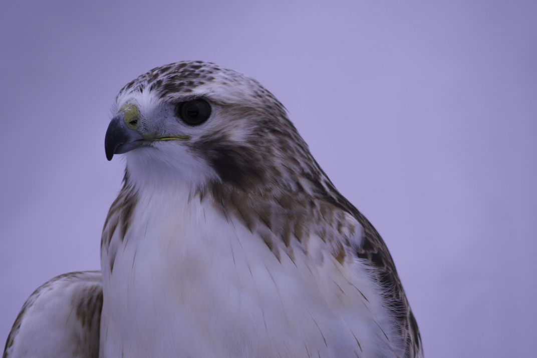 Redtail Hawk | Smithsonian Photo Contest | Smithsonian Magazine