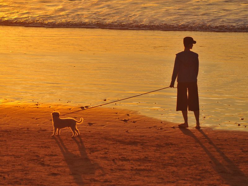 Dog walking on beach at sunset | Smithsonian Photo Contest ...