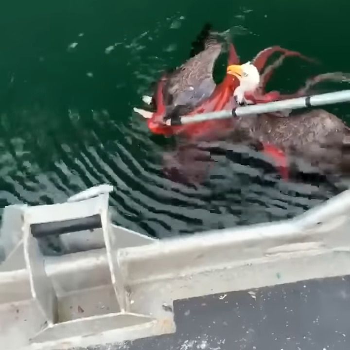 bald eagle and octopus