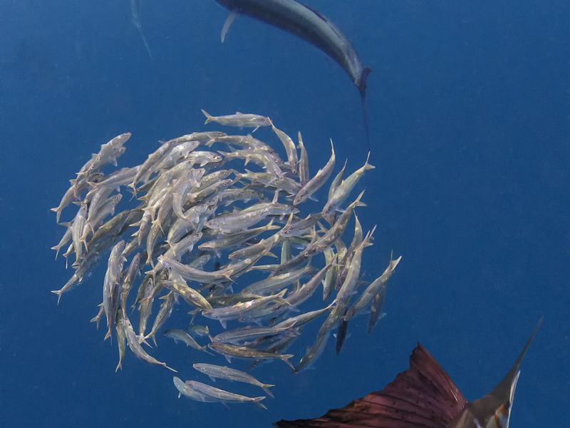 Multiple sailfish hunting sardine baitball | Smithsonian Photo Contest ...