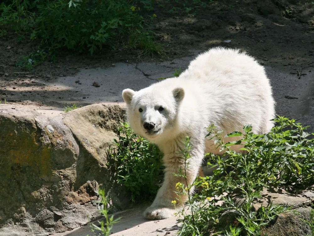 polar bear attack berlin