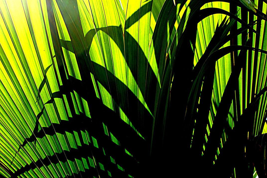 Shadows on Palm Leaves | Smithsonian Photo Contest | Smithsonian Magazine