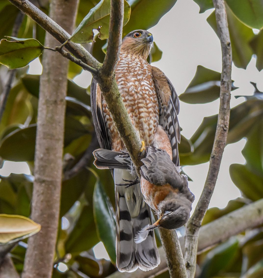 Coppers Hawk with an American Robin | Smithsonian Photo Contest ...