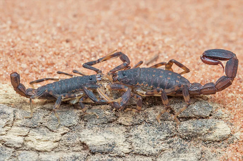 pole scorpion