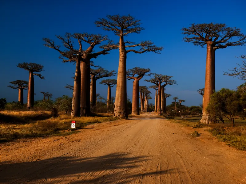 Baobabs 2 | Smithsonian Photo Contest | Smithsonian Magazine