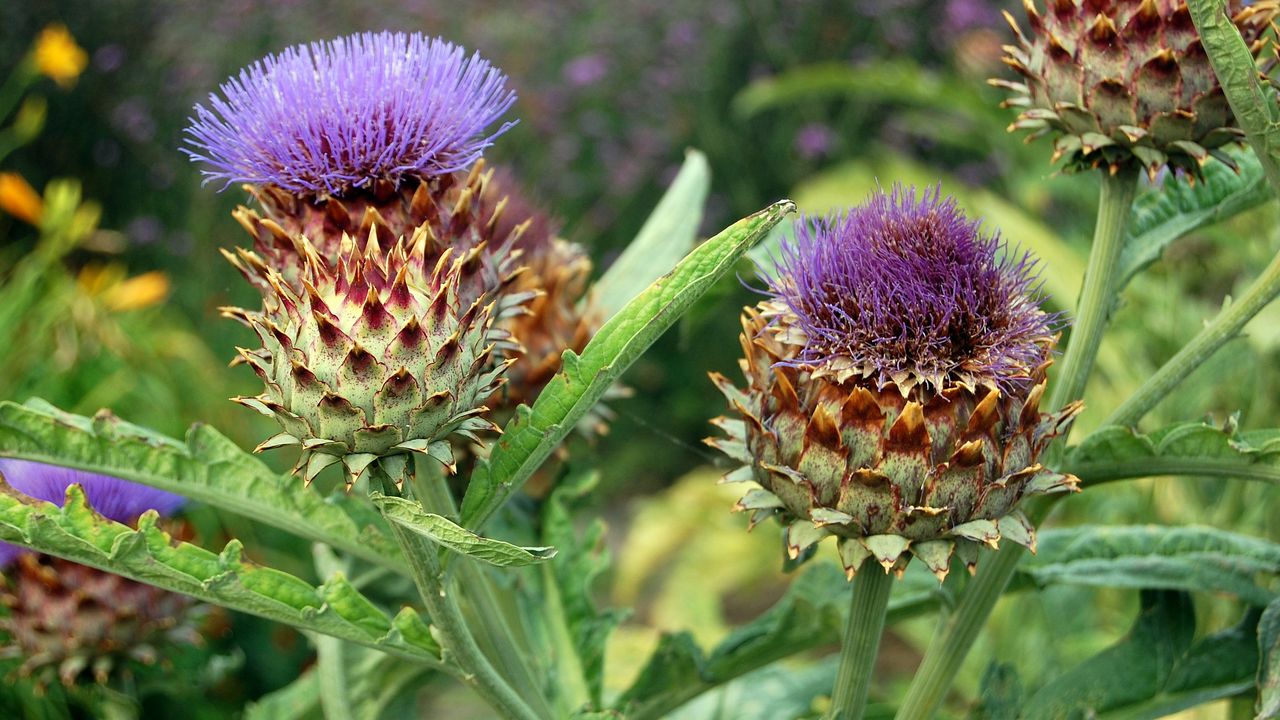 small cardoon