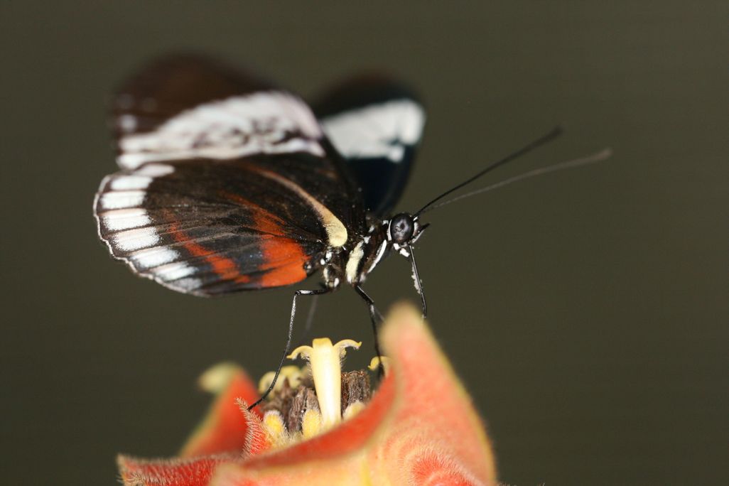 heliconius