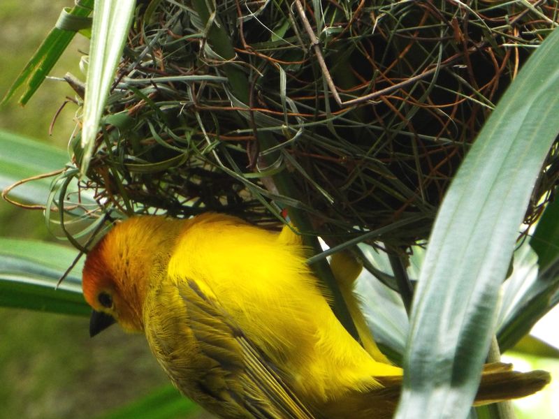 Golden Weaver Bird Building Nest | Smithsonian Photo Contest ...
