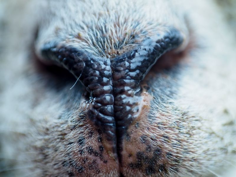 Sheep Nose | Smithsonian Photo Contest | Smithsonian Magazine