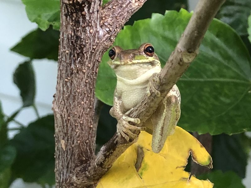 smiling frog | Smithsonian Photo Contest | Smithsonian Magazine