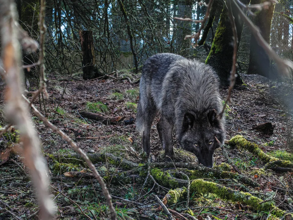 PHOTOS: A Sanctuary for Wolves