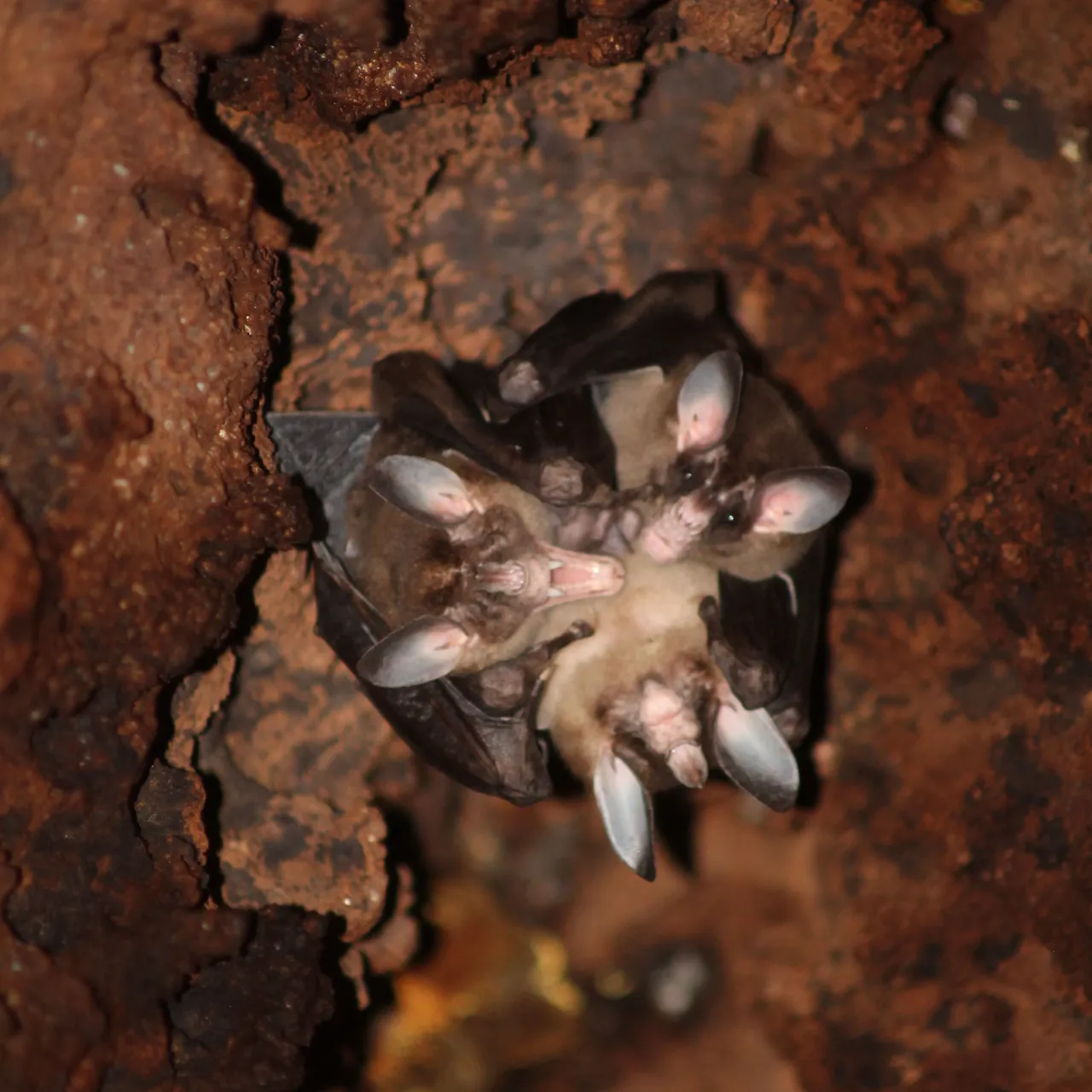 vampire bats running