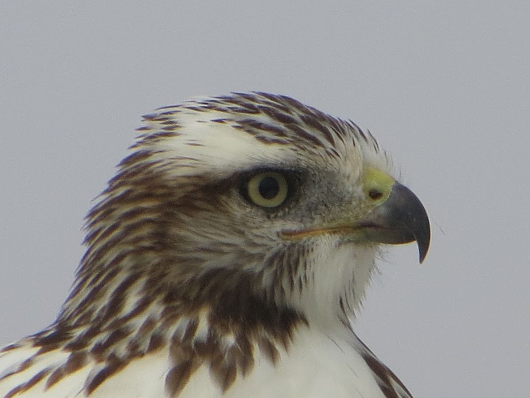 Hawk | Smithsonian Photo Contest | Smithsonian Magazine
