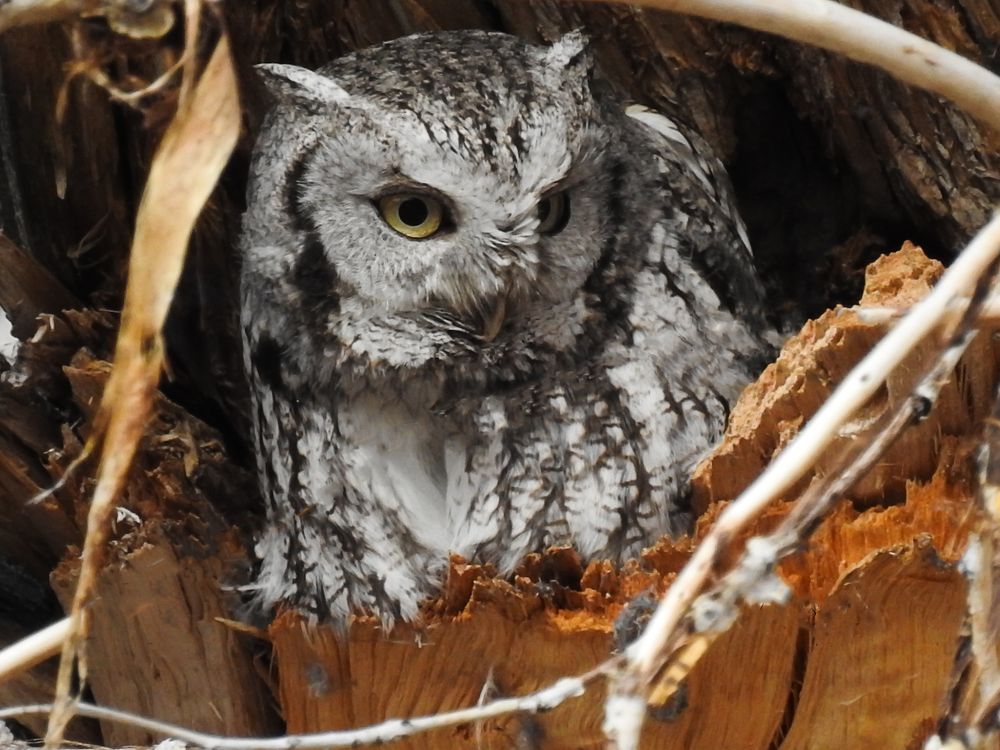 Eastern Screech Owl In a Tree Stump | Smithsonian Photo Contest ...